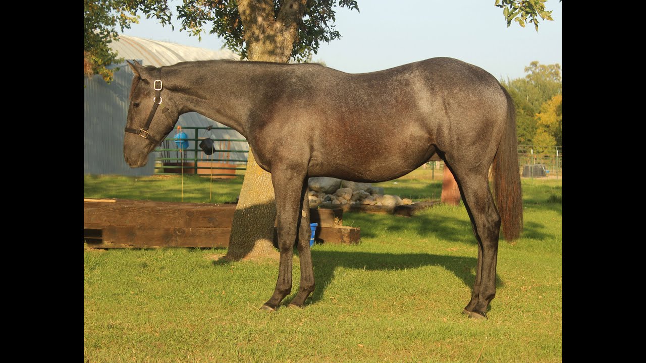 BMQ Captivating 17H+ 2 yr old grey stallion by BMQ LEGACY! UNDER SADDLE ...