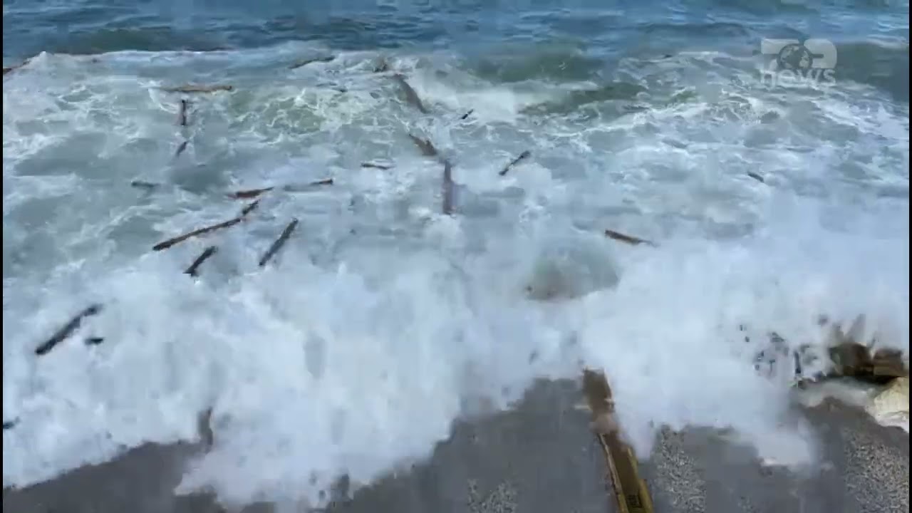 Top News - Dallgë deri 4 m në Vlorë, deti shkakton dëm në plazhe - YouTube