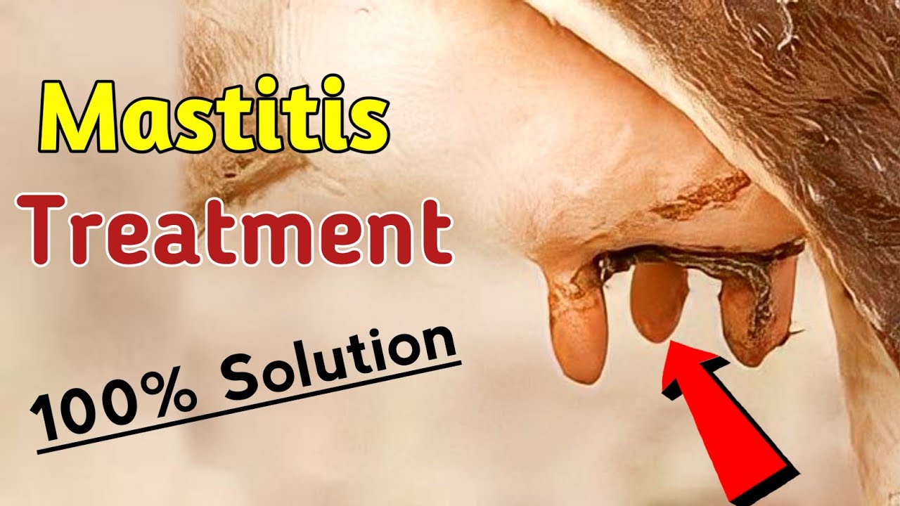 Mastitis In Cow Treatment। Cow Udder Swelling Treatment। Thanela Rog Ka ...