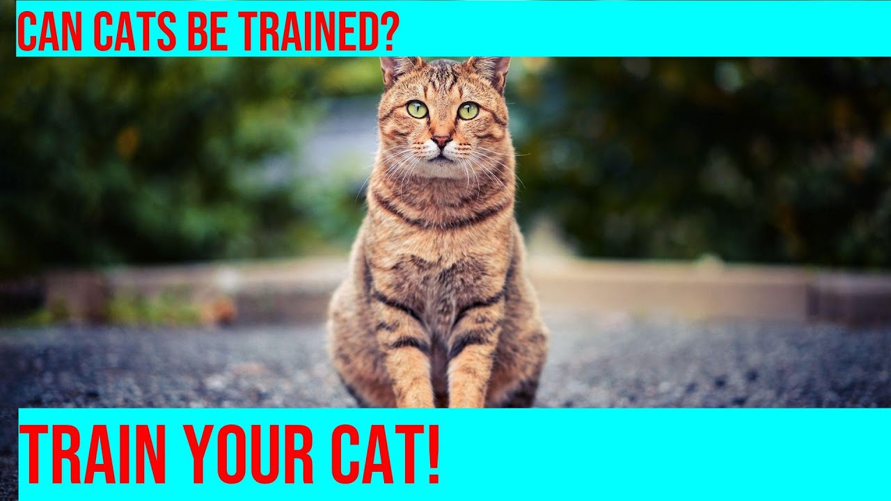 Train Your Cat: Tips for Teaching Commands - YouTube