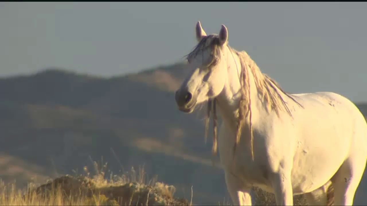 Budget cuts could lead to wild horses being slaughtered - YouTube