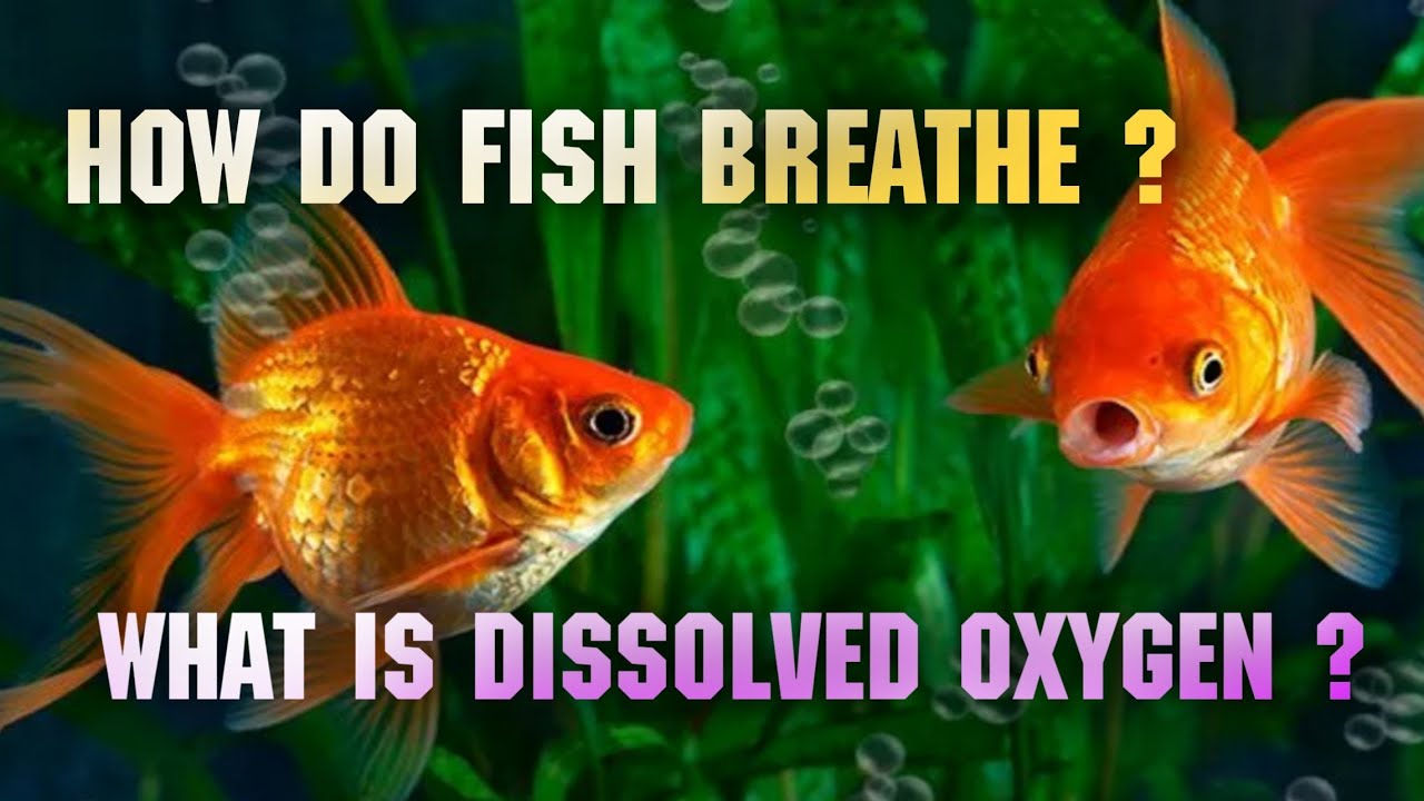 How do fish breathe and what is dissolved oxygen | English subtitles ...
