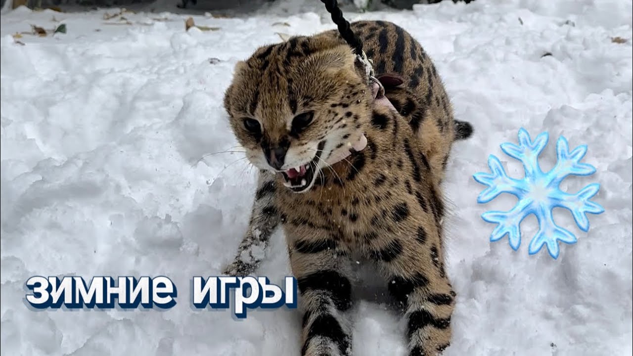 Сервал на прогулке в снегу ️ сервал рычит 🐆 serval attack - YouTube