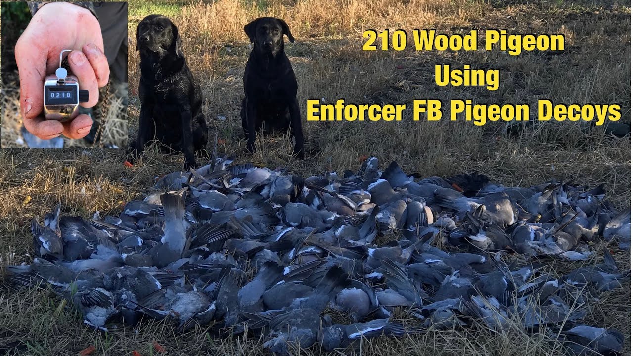 Pigeon Shooting !!! 210 Wood Pigeon Using 20 Enforcer Fb Decoys & a ...