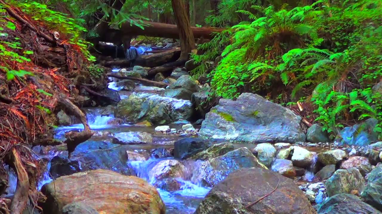 Nature Video ~ Redwood Forest Stream - YouTube