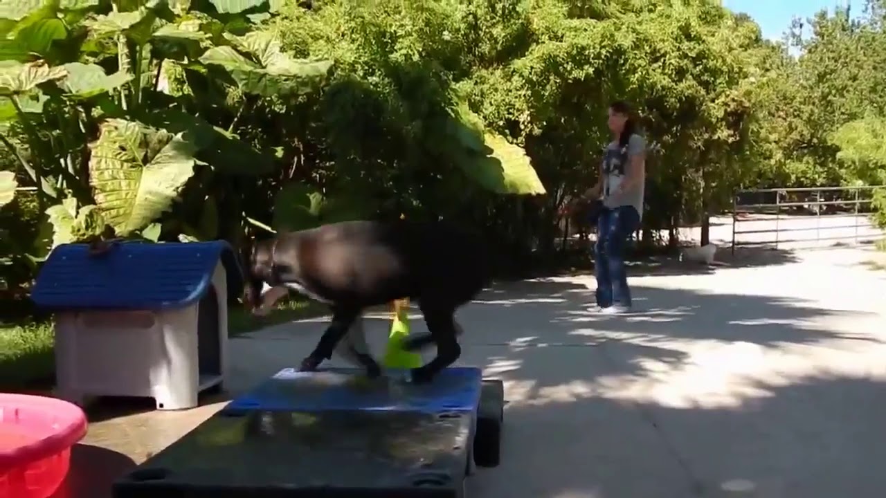 Puppy Training Dog Training - YouTube