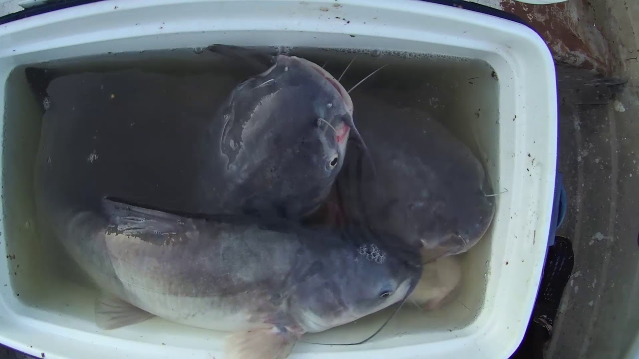 Catfishing Trip - YouTube