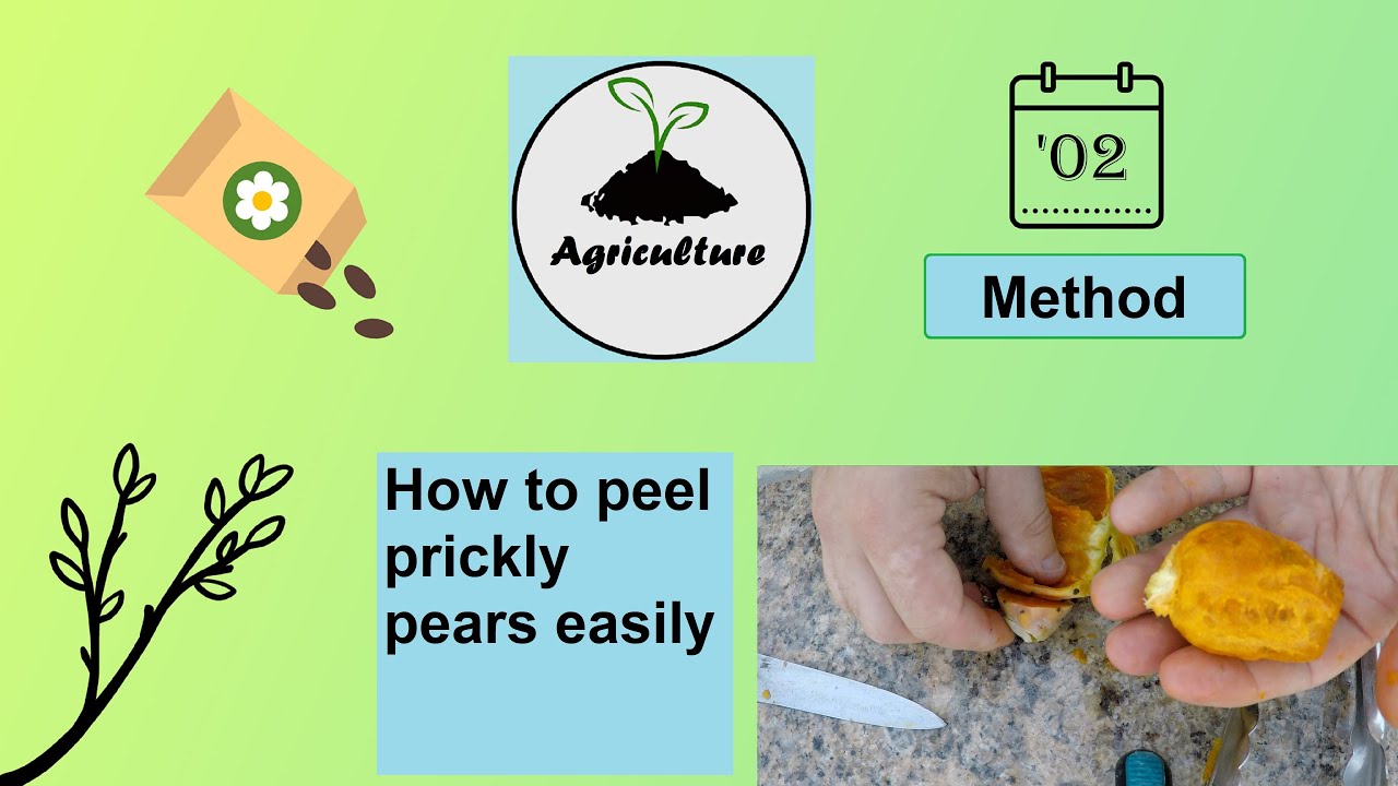 How To Peel Prickly Pears Easily - YouTube
