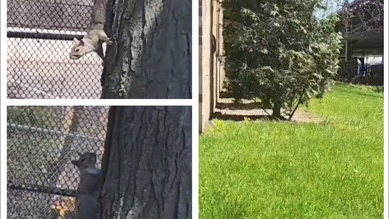 it was a beautiful day, see the squirrel, birds, train, etc 😍 🌞 - YouTube