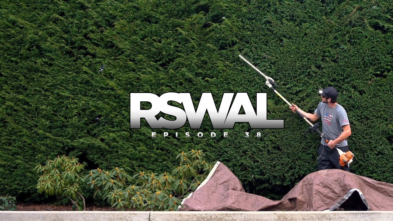 Hedge Trimming a Large Cyprus! - YouTube