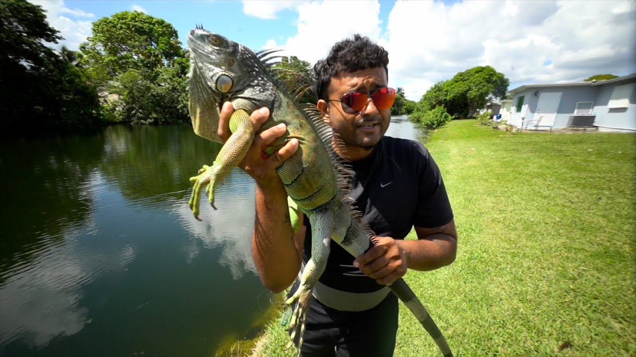 Green lizards are out and about ! Iguana hunt with iguana man - YouTube