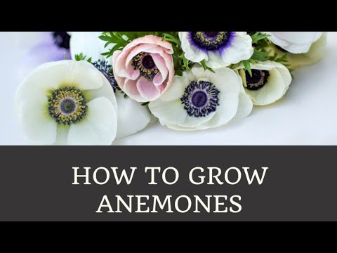 How to Grow Anemones (Part 2) - YouTube