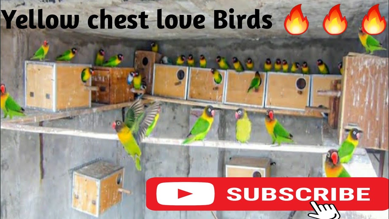 "Yellow chest love Birds a colourful love story " - YouTube