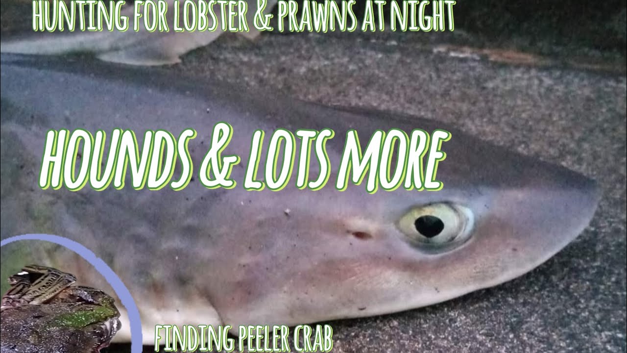 Sea Fishing at Night ~ Hounds ~ Lobsters ~ Peeler Crab ~ Digging for ...