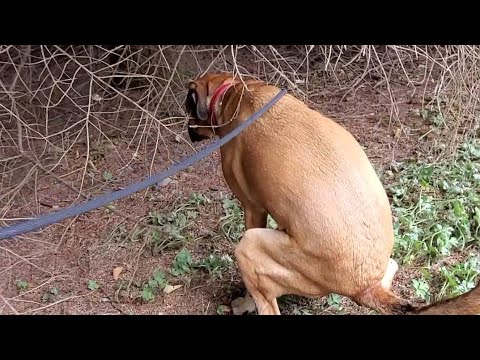 8/16/2024 - Walking the dog with Emmett the dog - YouTube