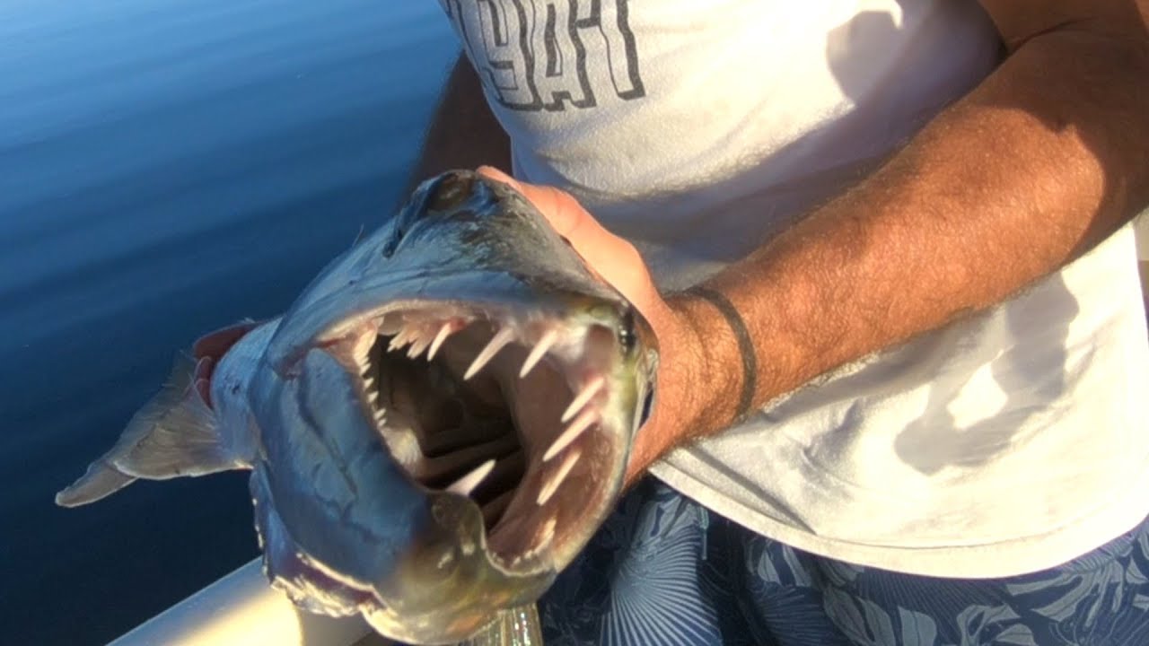 Dents De Poisson Barracuda