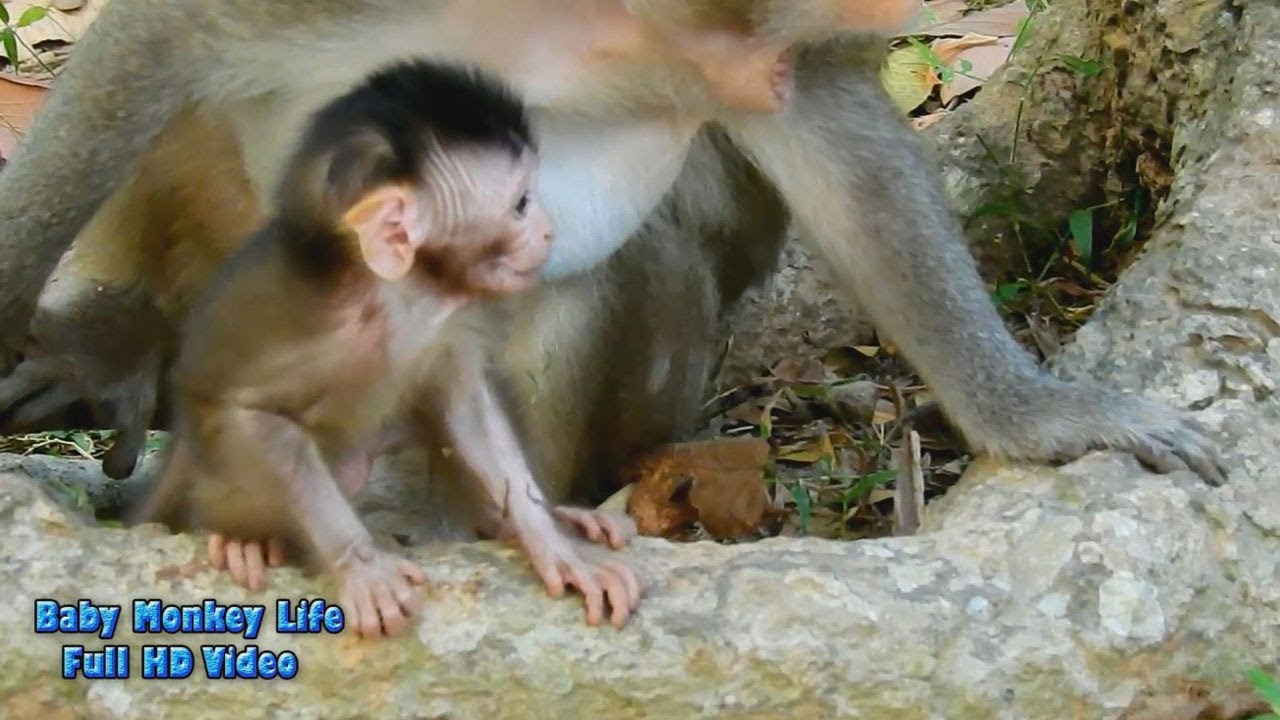 Mom monkey protect her baby from another monkey that want to attack her ...