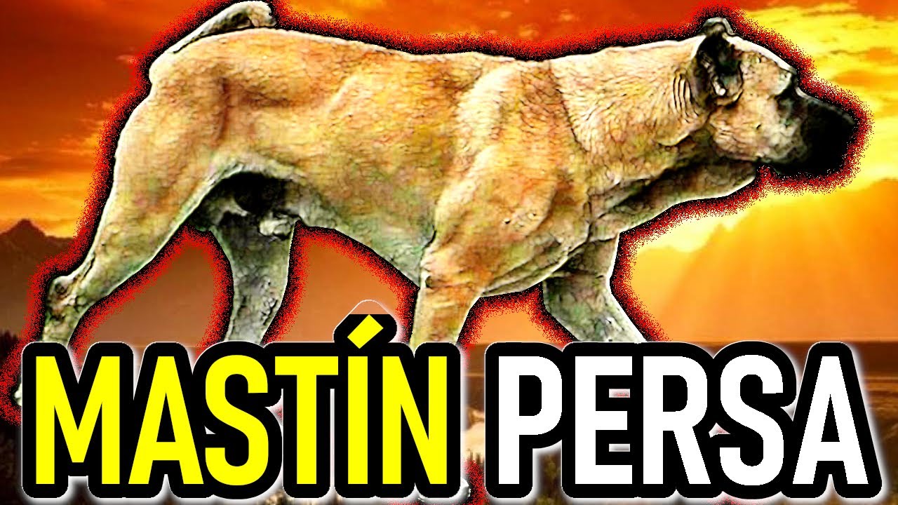 🇮🇷🐾 Mastín Persa Sarabi: El Guardián de Irán | Persian Mastiff - YouTube