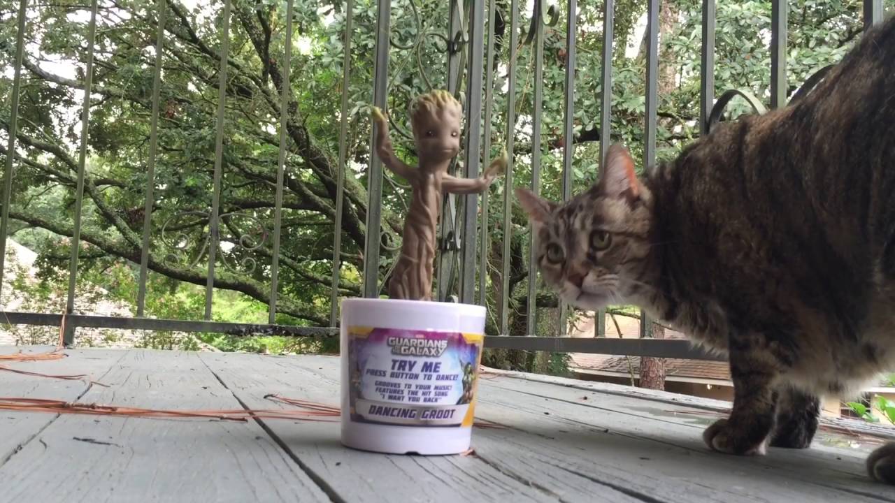 I am groot cat - YouTube