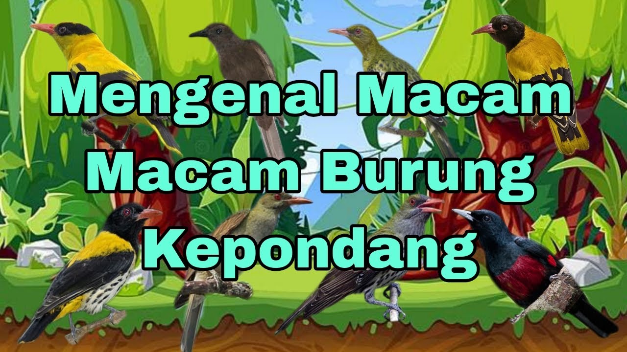 mengenal Macam macam Burung Kepodang - YouTube