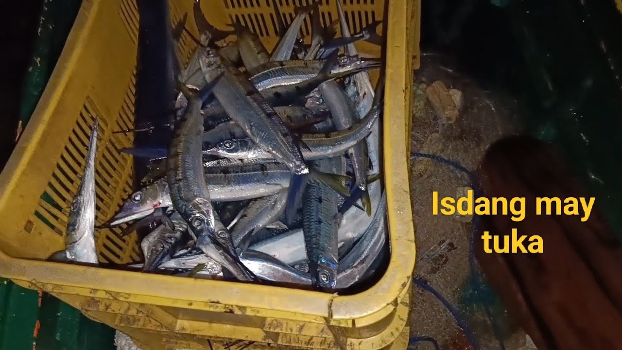 MGA DILIKADONG ISDA ( isdang may tuka) - YouTube