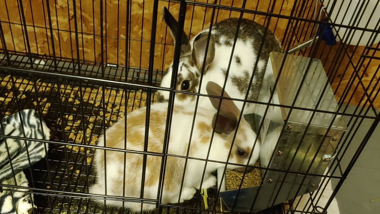 My rabbits (introduction and feeding) - YouTube