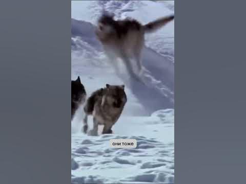 самый страшный волк - YouTube