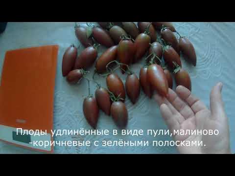 Томат Фиолетовый изумруд 2022 - YouTube