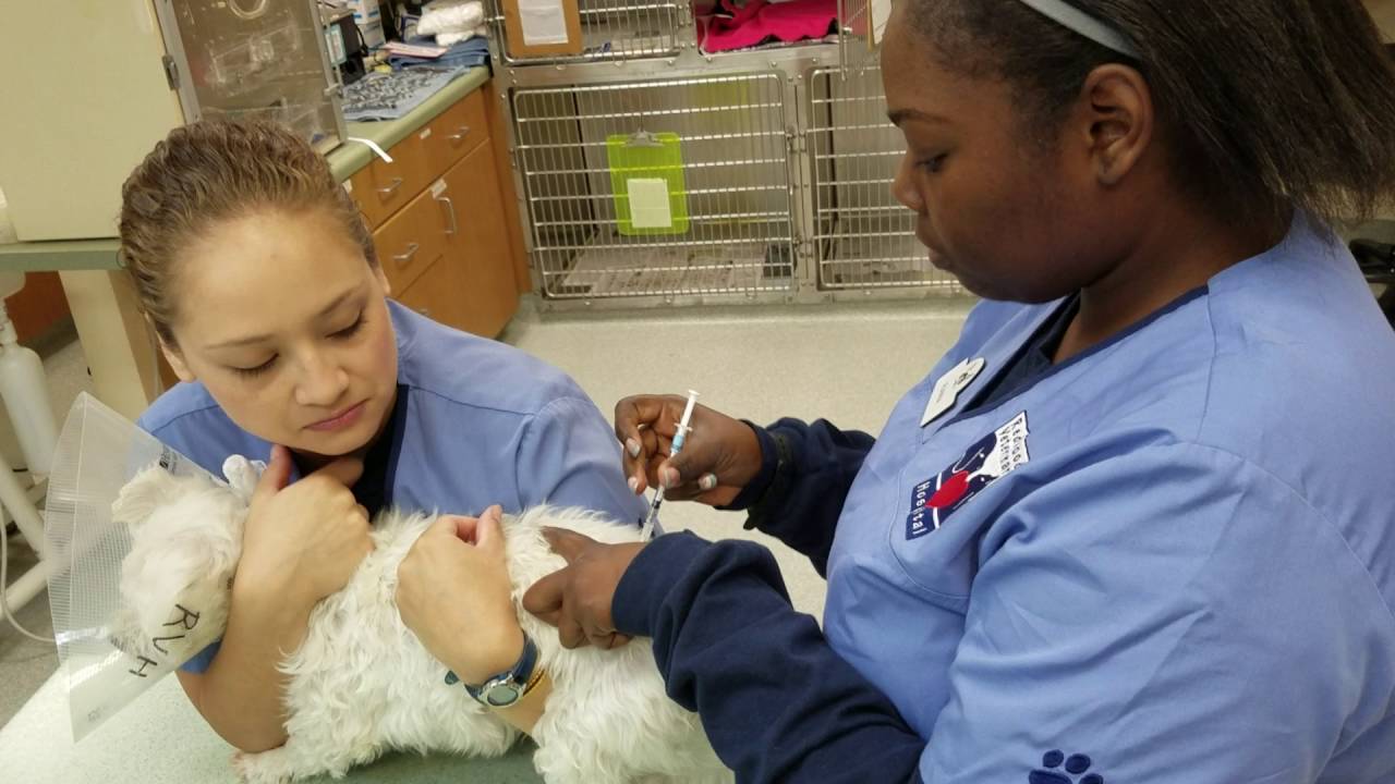 Administering IM injection to dog - YouTube