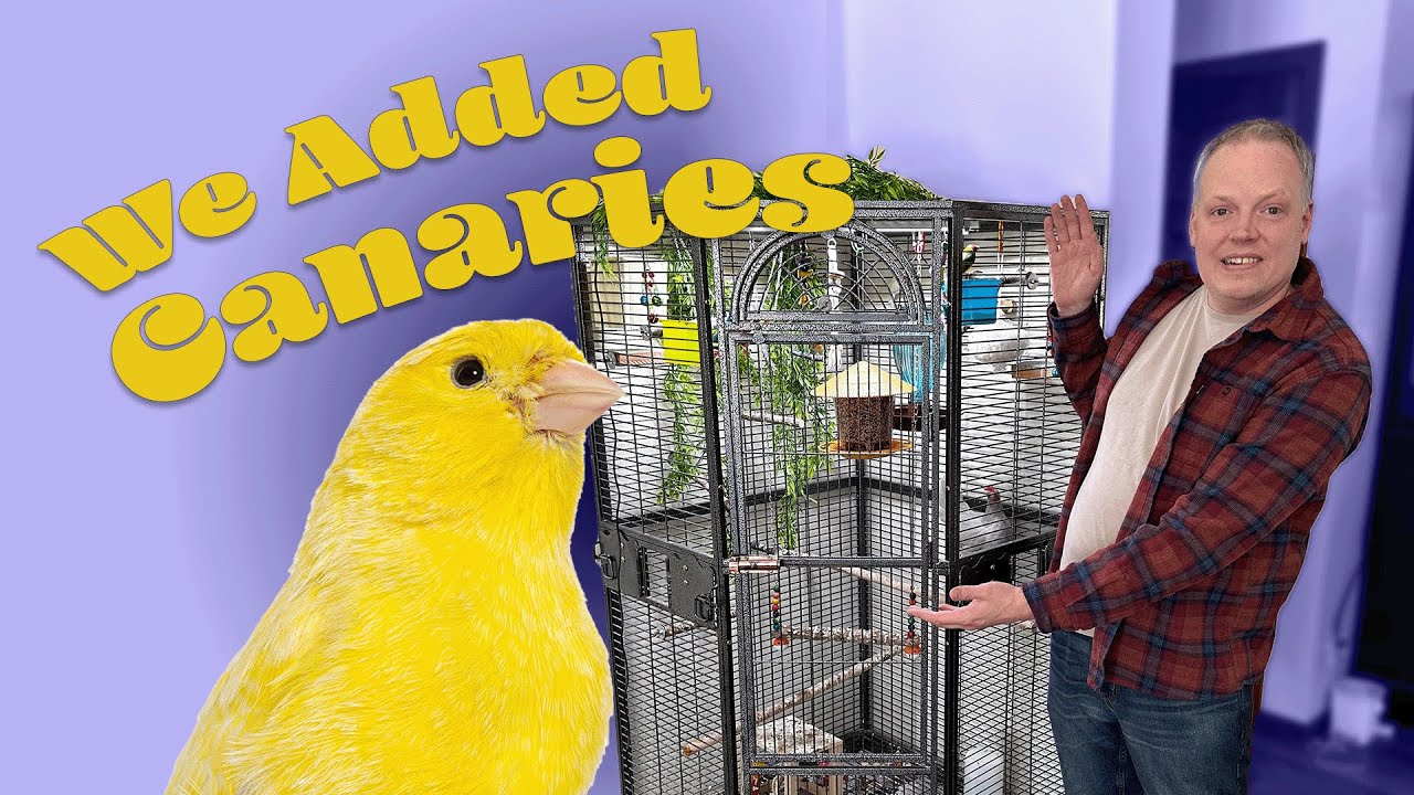 Our Favorite Crop Might Be Canaries! - YouTube