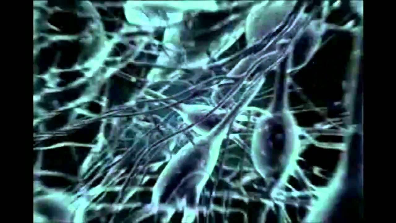 Circuitos Neuronales Parte 1 - YouTube