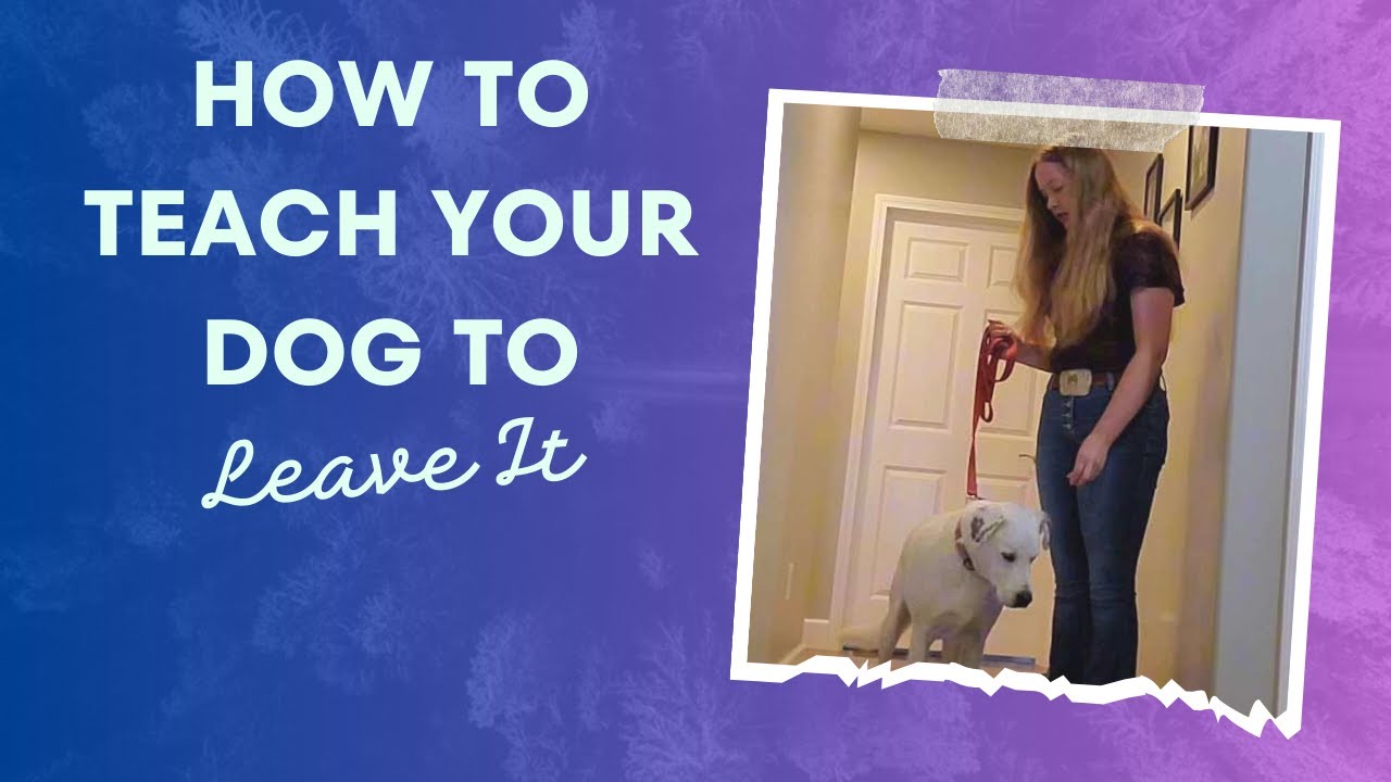 How to teach your dog to leave it - YouTube