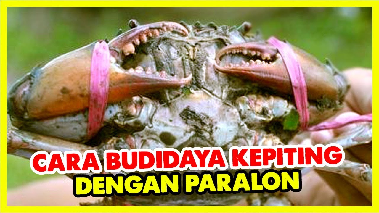 Cara budidaya kepiting dengan paralon dengan mudah - YouTube