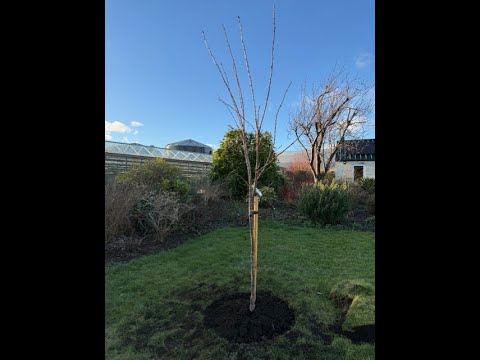 Planting a potted tree - YouTube