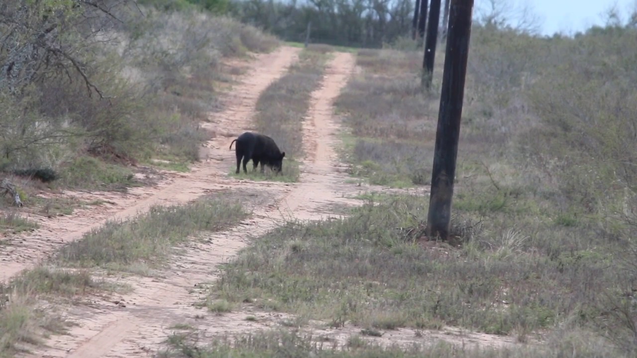 TEXAS HOG KILL SHOT! - YouTube