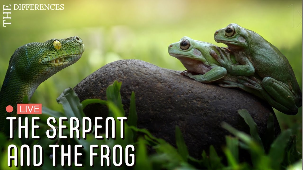 The Serpent And The Frog; The Differences - YouTube
