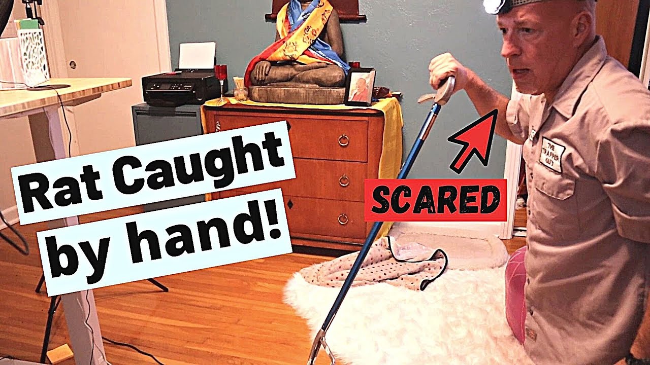 Catching a rat in a house by hand! Rat scares man beforehand. - YouTube