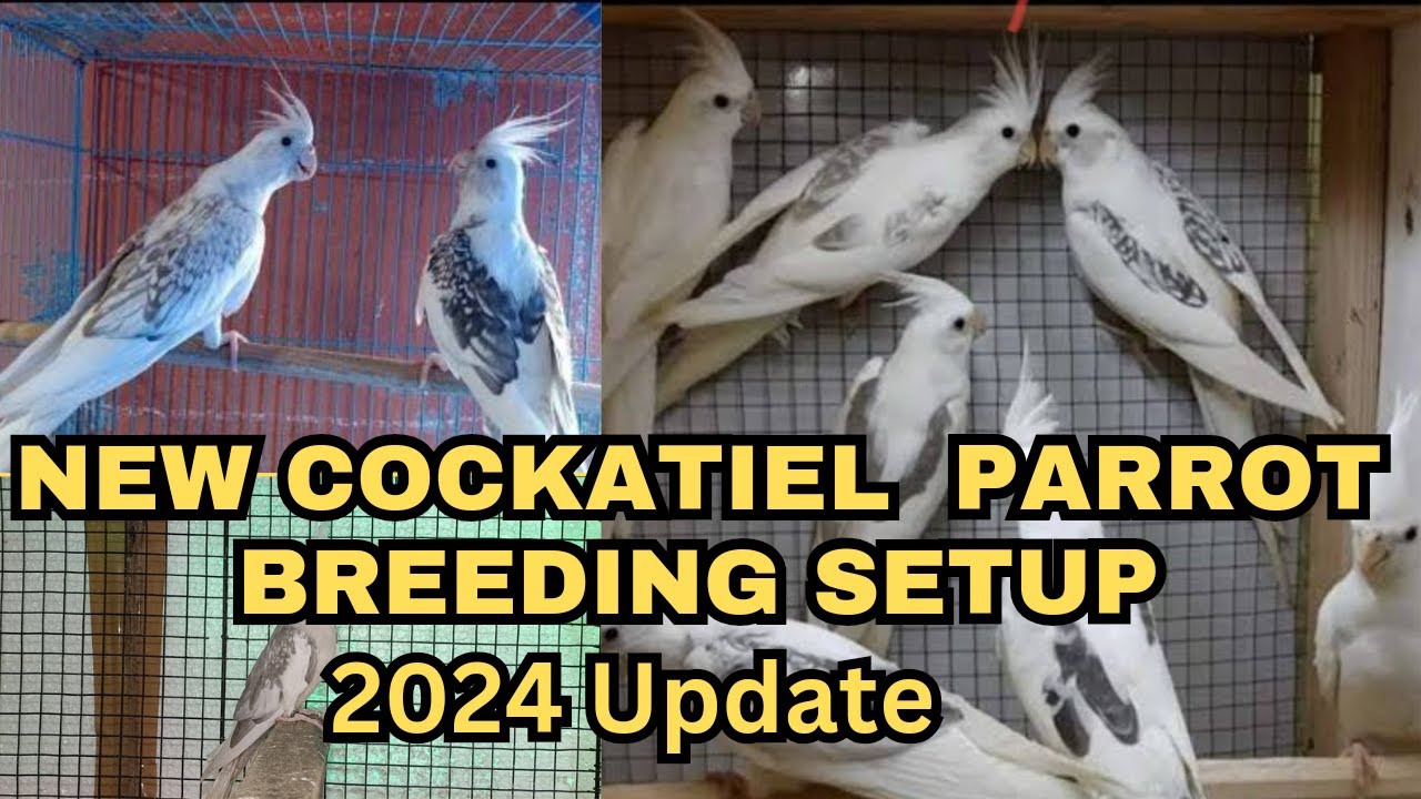 Albino Cockatiel breeding setup | Cockatiel Parrot Breeding Setup ...