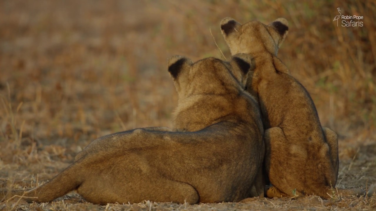 Safari Diaries: Lost Lion Cubs - YouTube