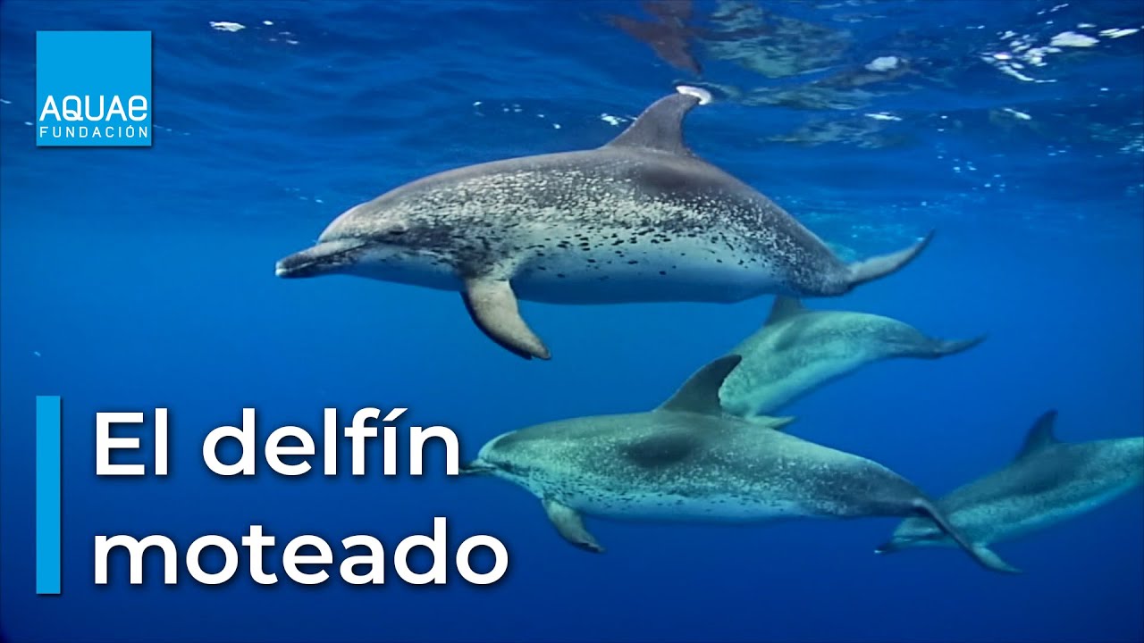 El DELFÍN moteado y su curioso hábitat - YouTube