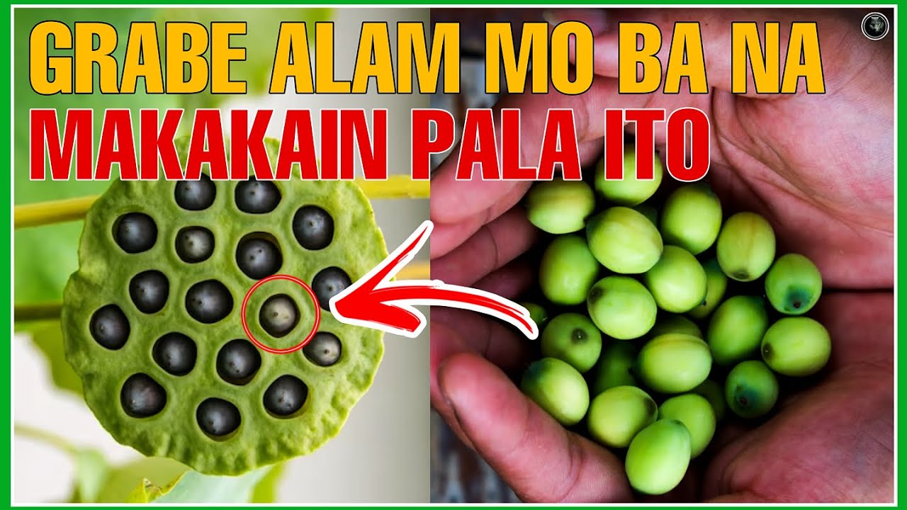 MAKAKAIN DIN PALA ANG MGA BUTO NG LUTOS AT NAPAKARAMI PANG BENEPISYONG ...