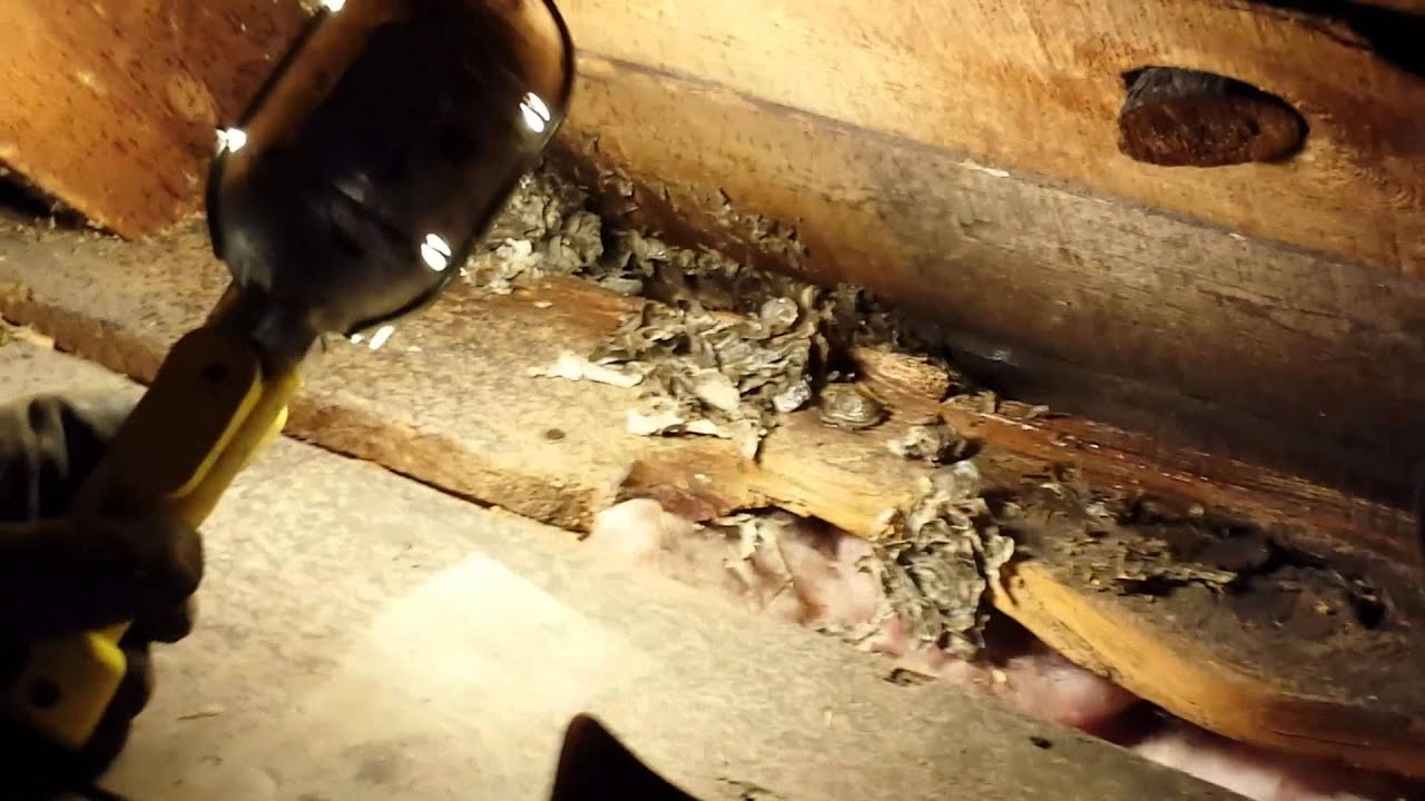 Removing bee hives from attic - YouTube