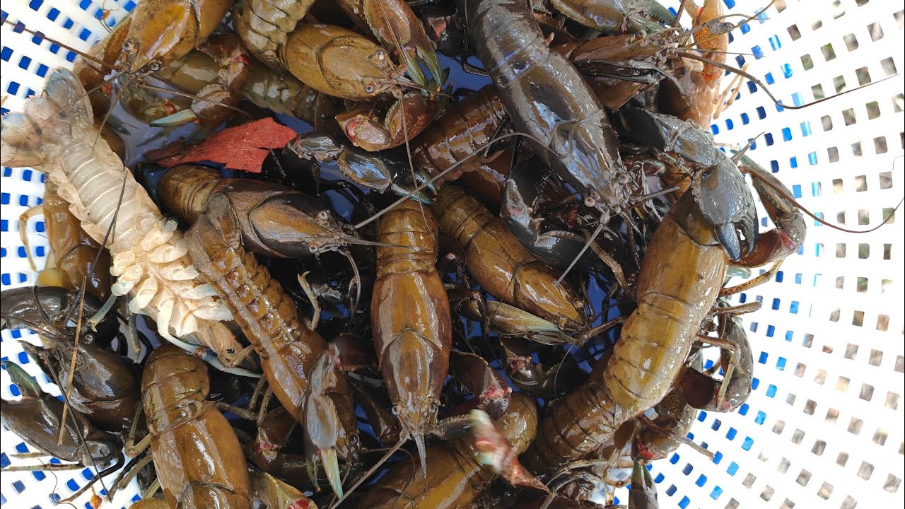 Mind blowing yabbying while bait fishing in Broken Creek - YouTube