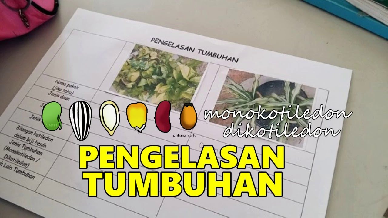 Idea P&P Sains - Pengelasan Tumbuhan (Monokotiledon & Dikotiledon ...