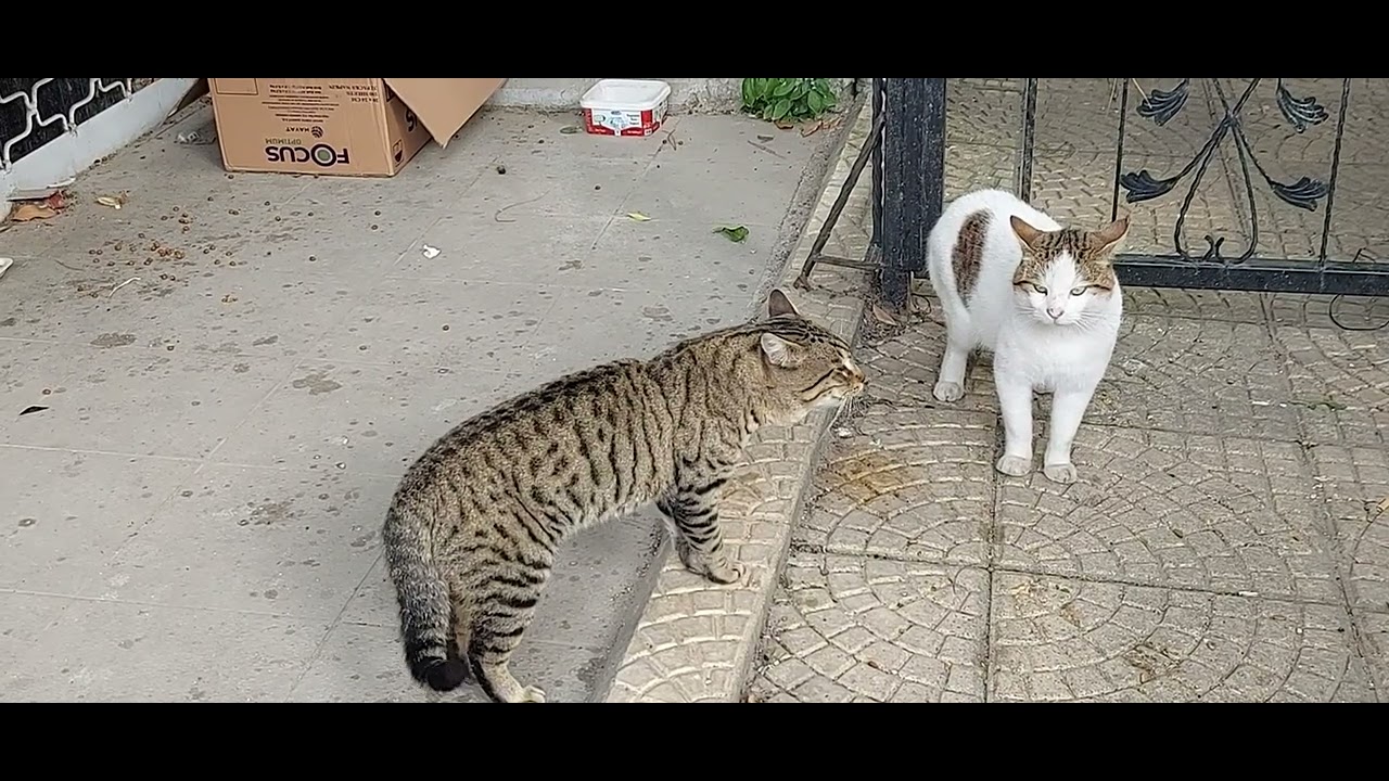 Angry Stray Cats growling nonstop for territory - YouTube