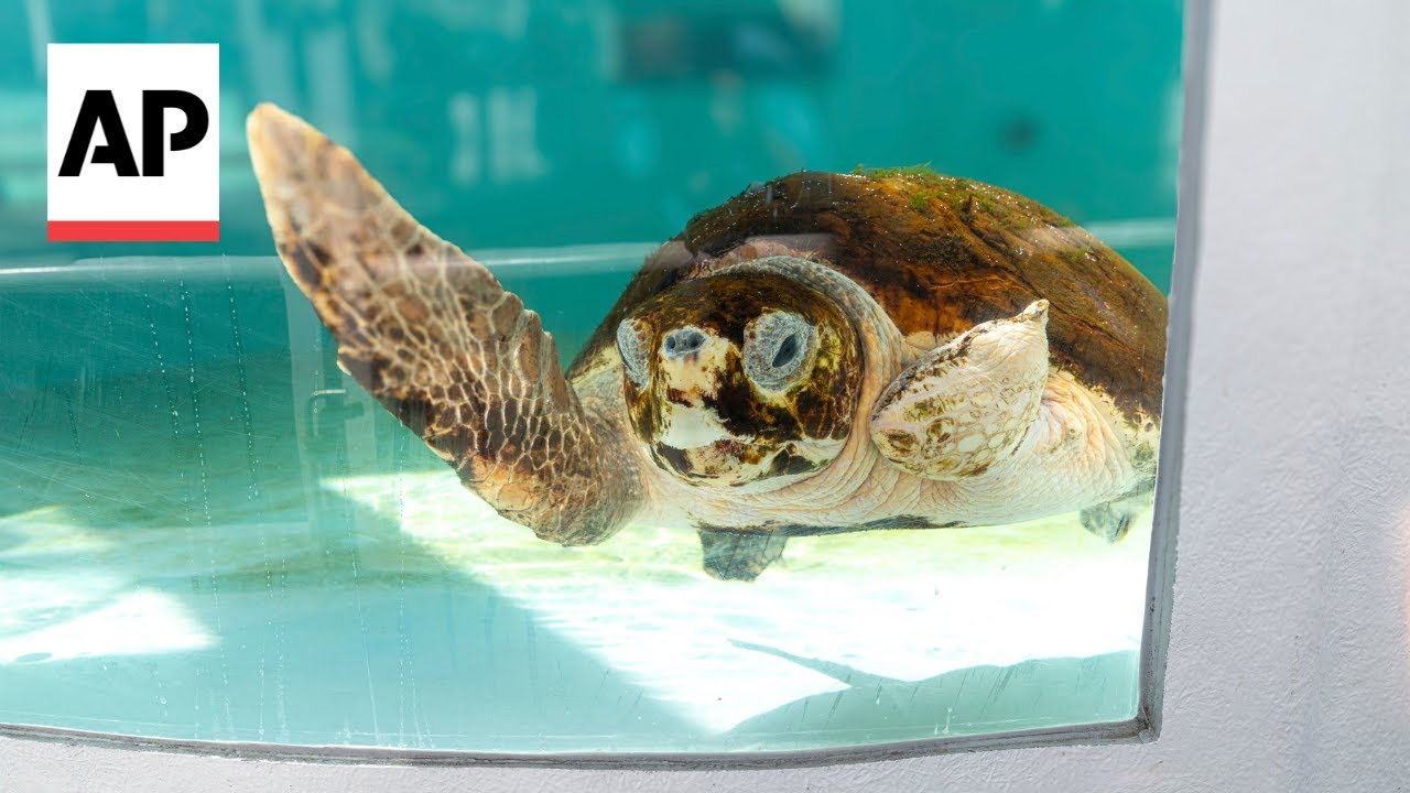 2 injured loggerhead turtles crawl into the Atlantic after rehabbing ...