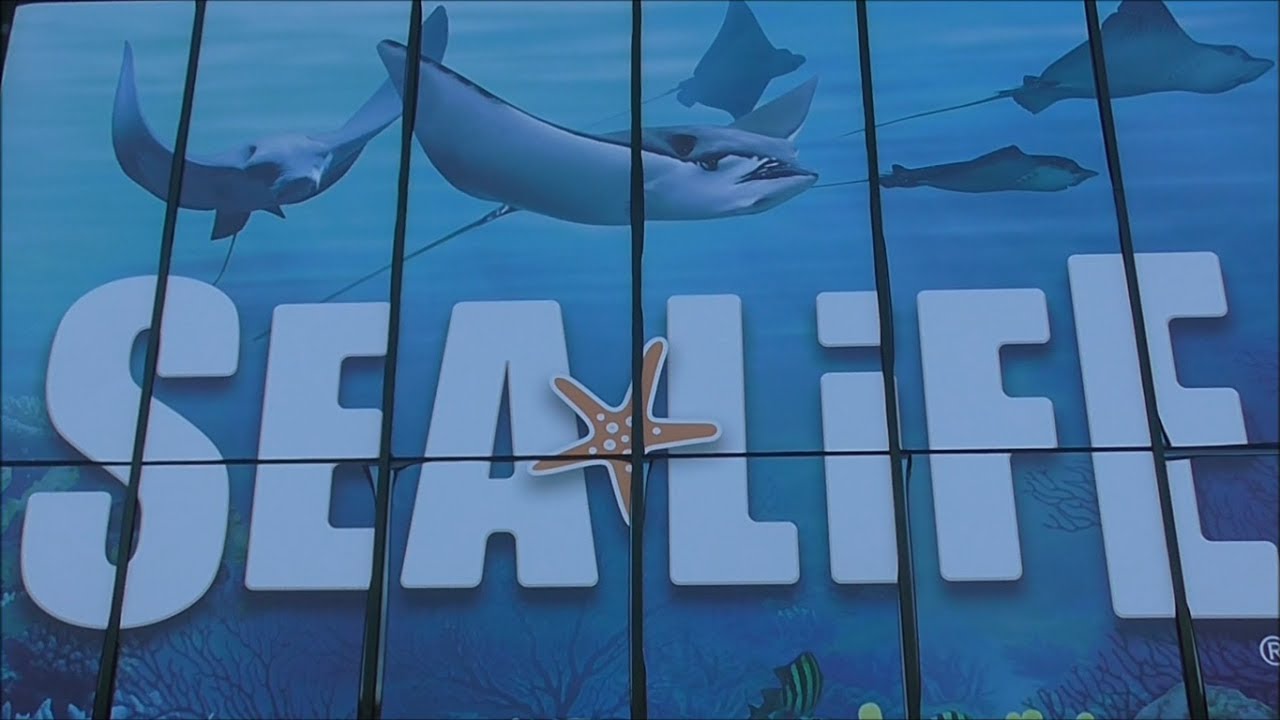 Sea Life centre | Trafford Centre Manchester - YouTube