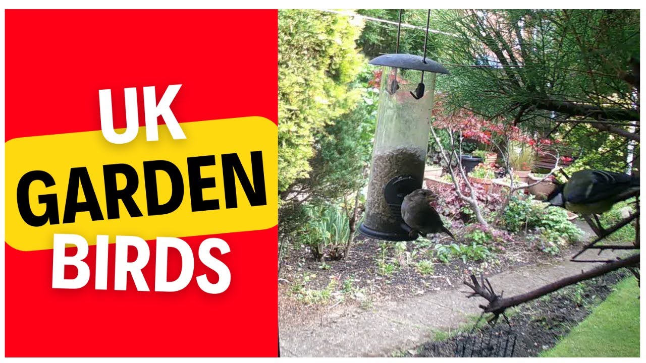 Juvenile Birds, Birds Arguing, Feeding Garden Birds UK - YouTube