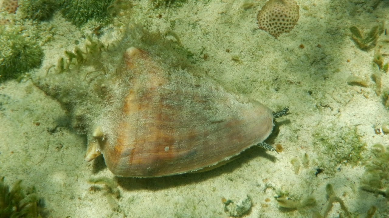 The Conch Crawl - YouTube
