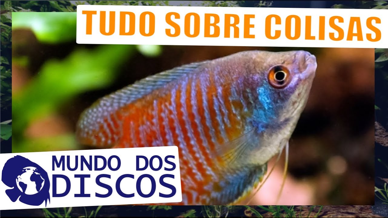 APRENDA TUDO SOBRE COLISAS (E TRICOGASTERS )! VENHA VER NA LOJA ! - YouTube